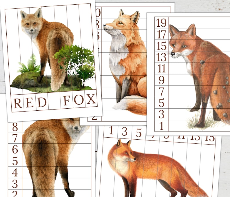 Red Fox Unit Study: Life Cycle, Anatomy, Homeschool Printable (instant ...