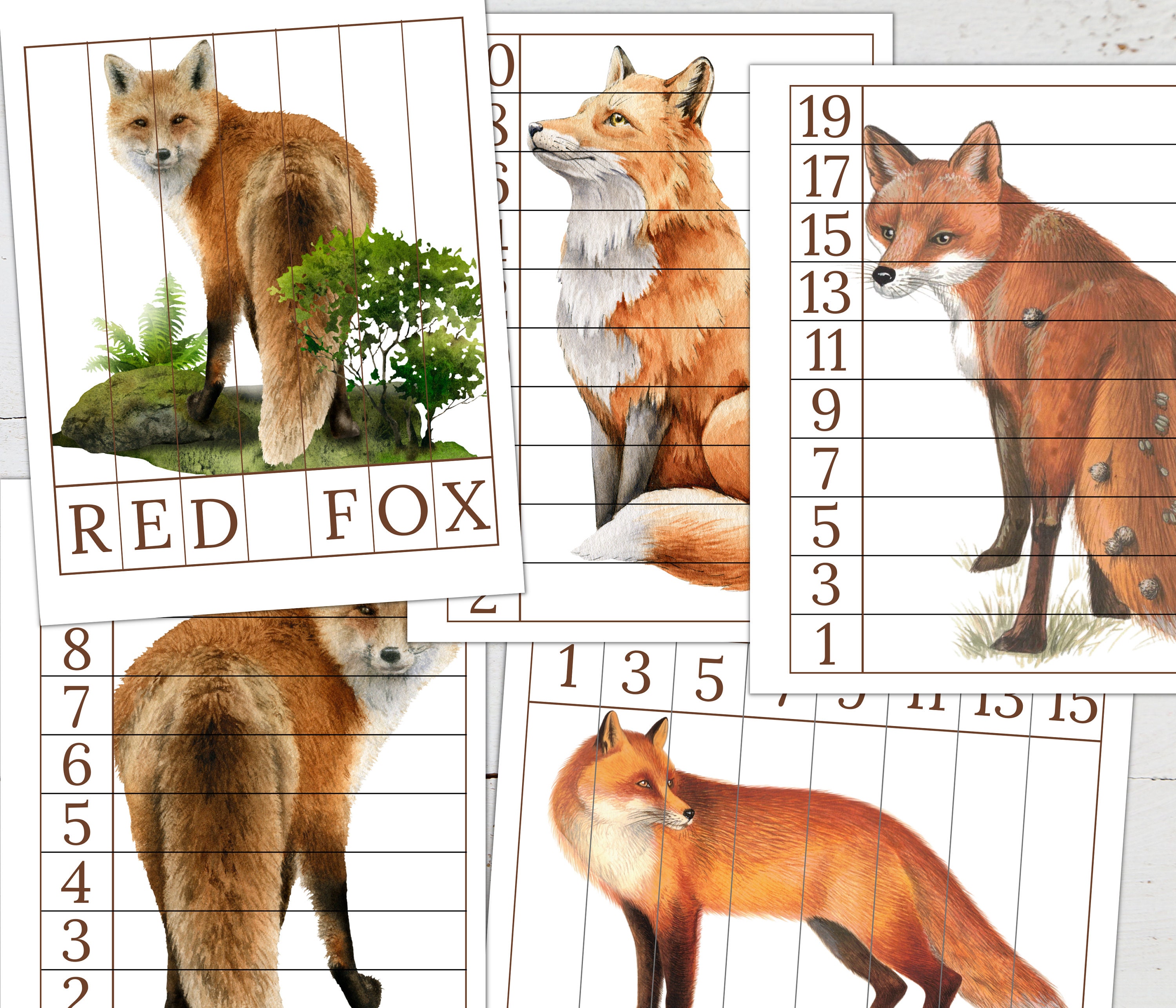 Red Fox Unit Study: Life Cycle, Anatomy, Homeschool Printable (instant ...