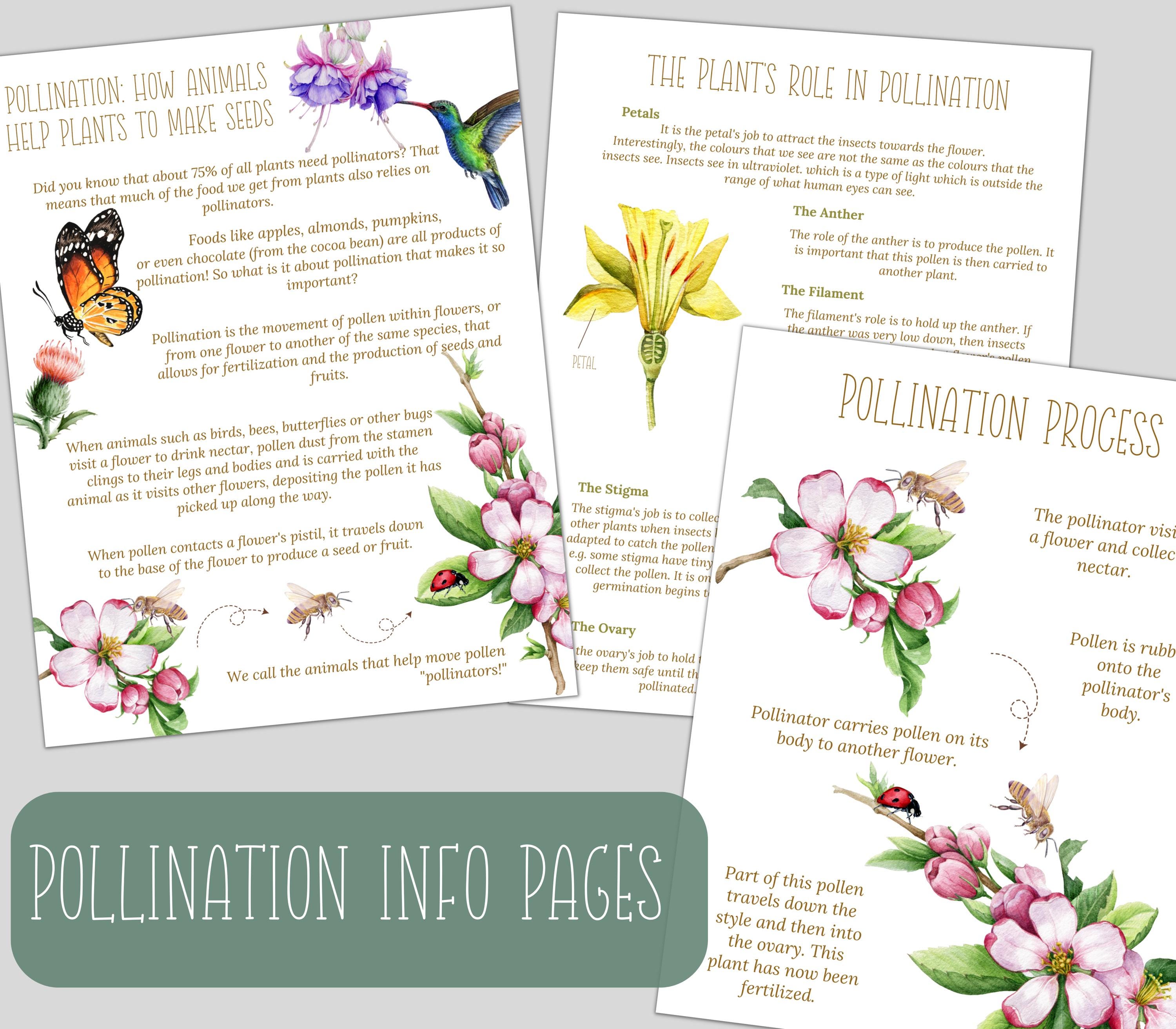 POLLINATORS Unit Study, Nature Study, Science, Handwriting, Homeschool ...