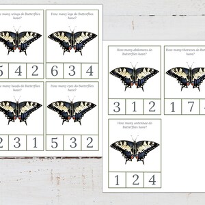 Swallowtail BUTTERFLY Unit Study, Life Cycle, Anatomy, Nature Study ...