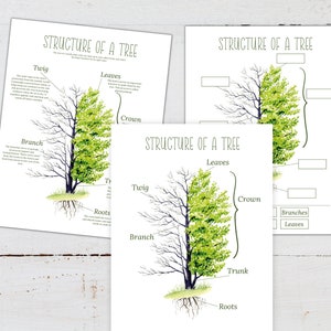 TREE Anatomy, Tree, Trunk and Leaf Anatomy Poster and Labeling ...
