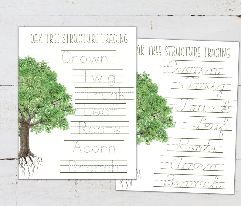 OAK Tree and ACORN Anatomy, Posters + Labeling and Tracing Activities ...