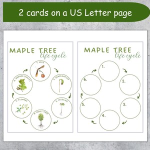 TREES Life Cycle Printable 5x7" Flashcards and Matching Worksheets (5x7 ...