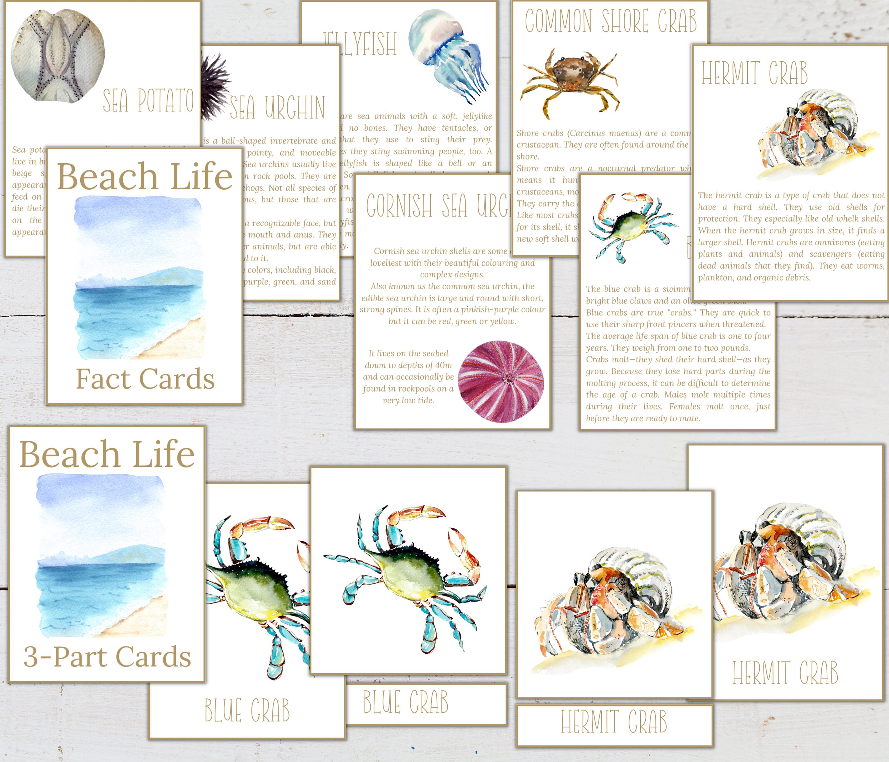 BEACH Unit Study, Anatomy, Nature Study, Science, Handwriting ...