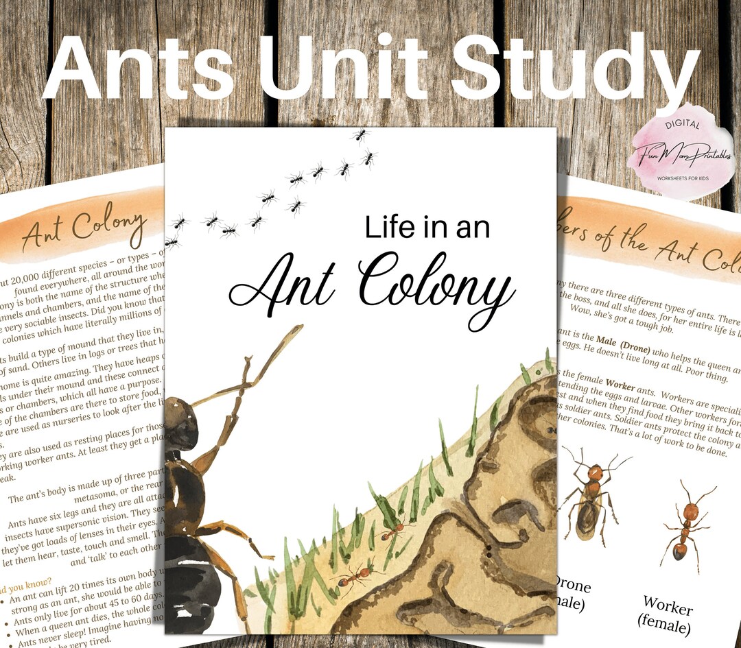 ANT Colony Unit Study Life Cycle Anatomy Nature Study - Etsy