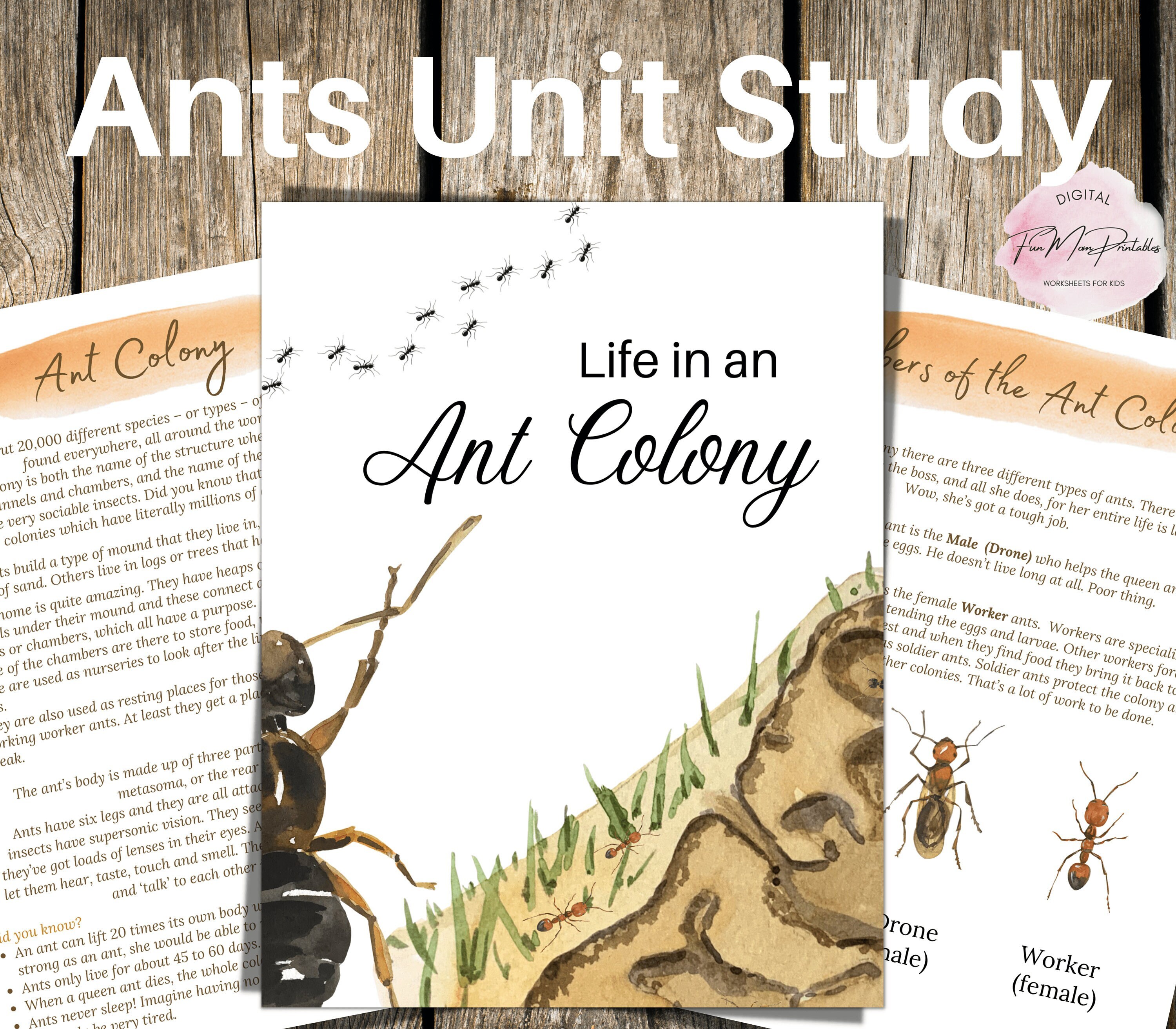 ANT Colony Unit Study Life Cycle Anatomy Nature Study - Etsy UK