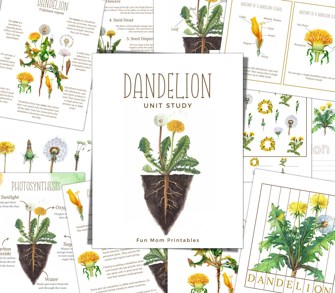 DANDELION Unit Study, Life Cycle, Anatomy, Nature Study, Science ...