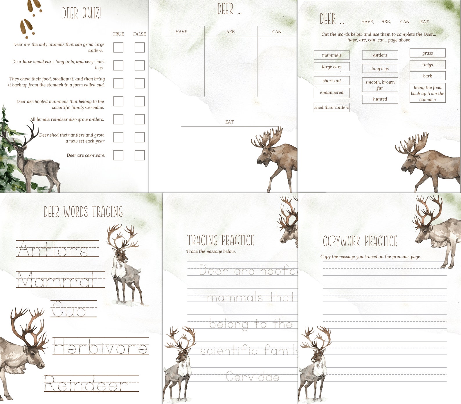 DEER Unit Study Life Cycle Anatomy Nature Study Science - Etsy