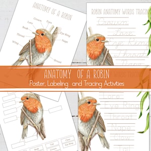 EUROPEAN ROBIN Unit Study, Life Cycle, Anatomy, Nature Study, Science ...