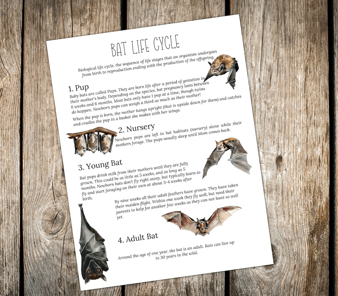 BAT Life Cycle Nature Study Homeschool Printable Instant - Etsy