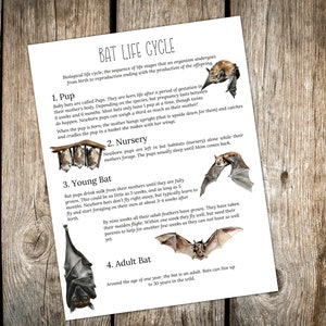 BAT Life Cycle Nature Study Homeschool Printable Instant - Etsy