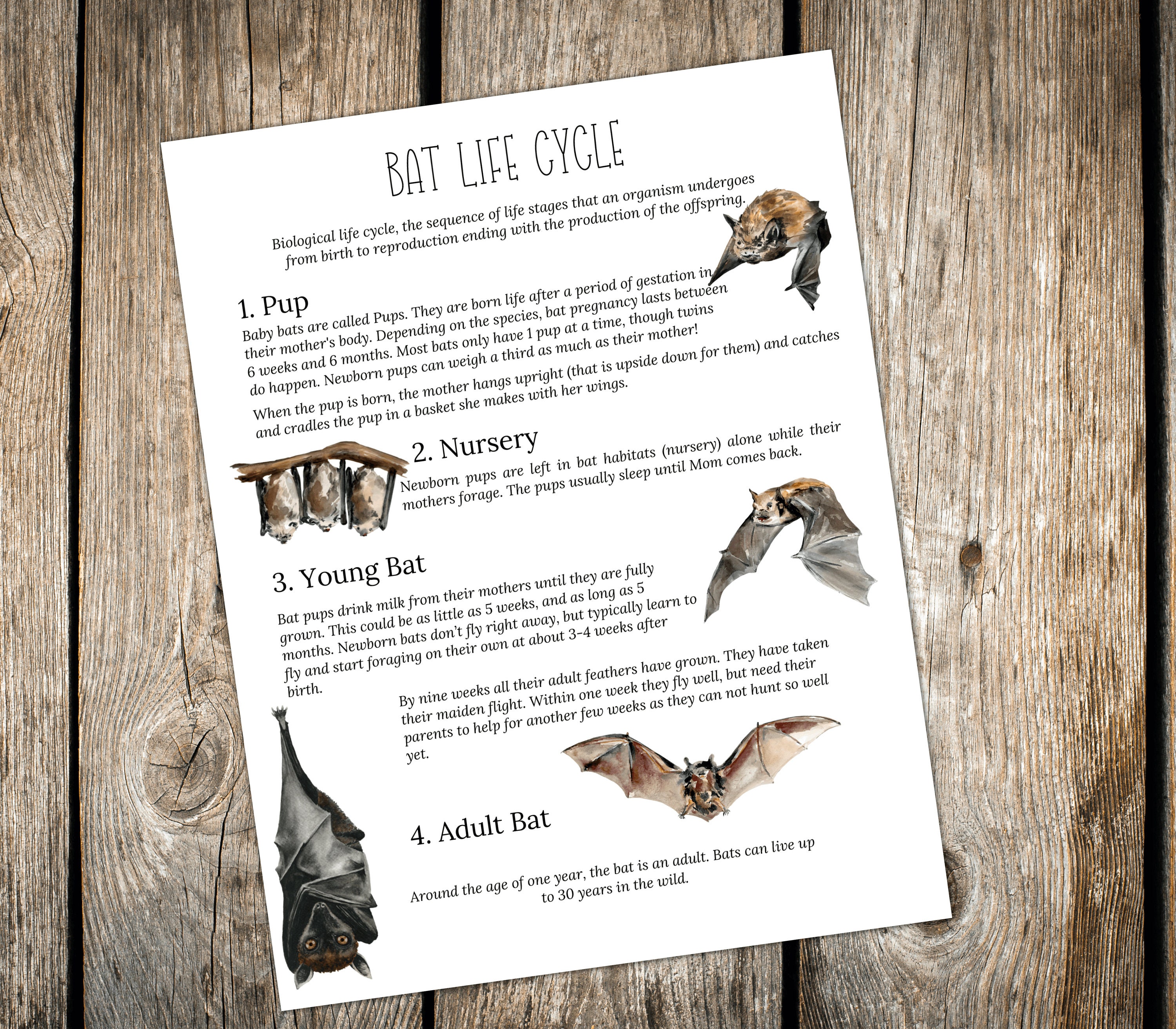 BAT Life Cycle Nature Study Homeschool Printable Instant - Etsy