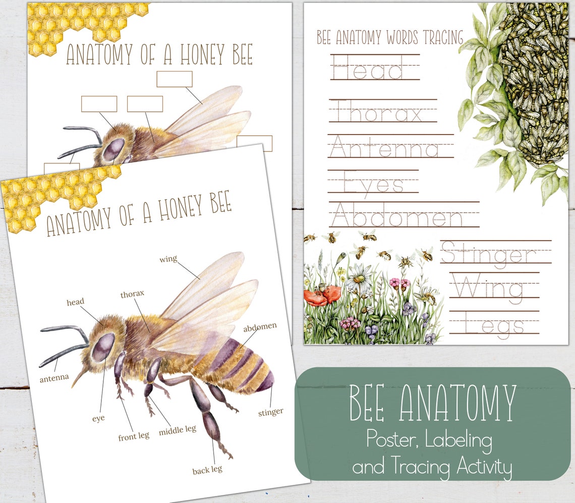 Honey Bees Nature Study Unit: Homeschool Science (INSTANT DOWNLOAD) - Etsy