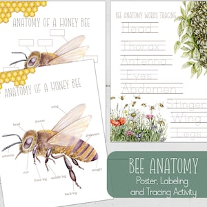 Honey Bees and Beekeeping Study Unit, Life Cycle, Anatomy, Nature Study ...