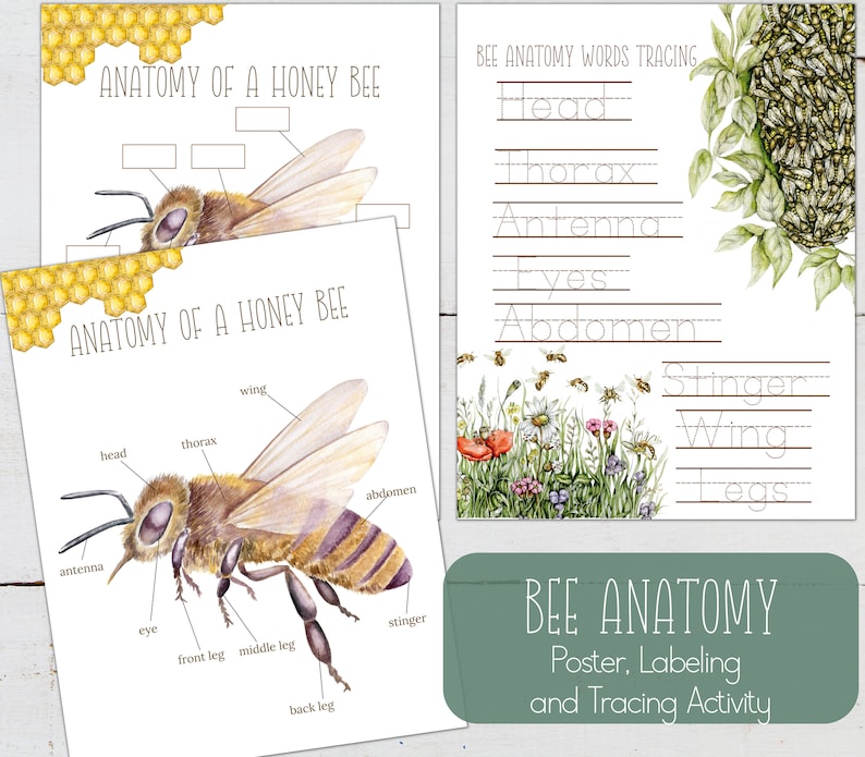 Honey Bees Nature Study Unit: Homeschool Science (INSTANT DOWNLOAD) - Etsy