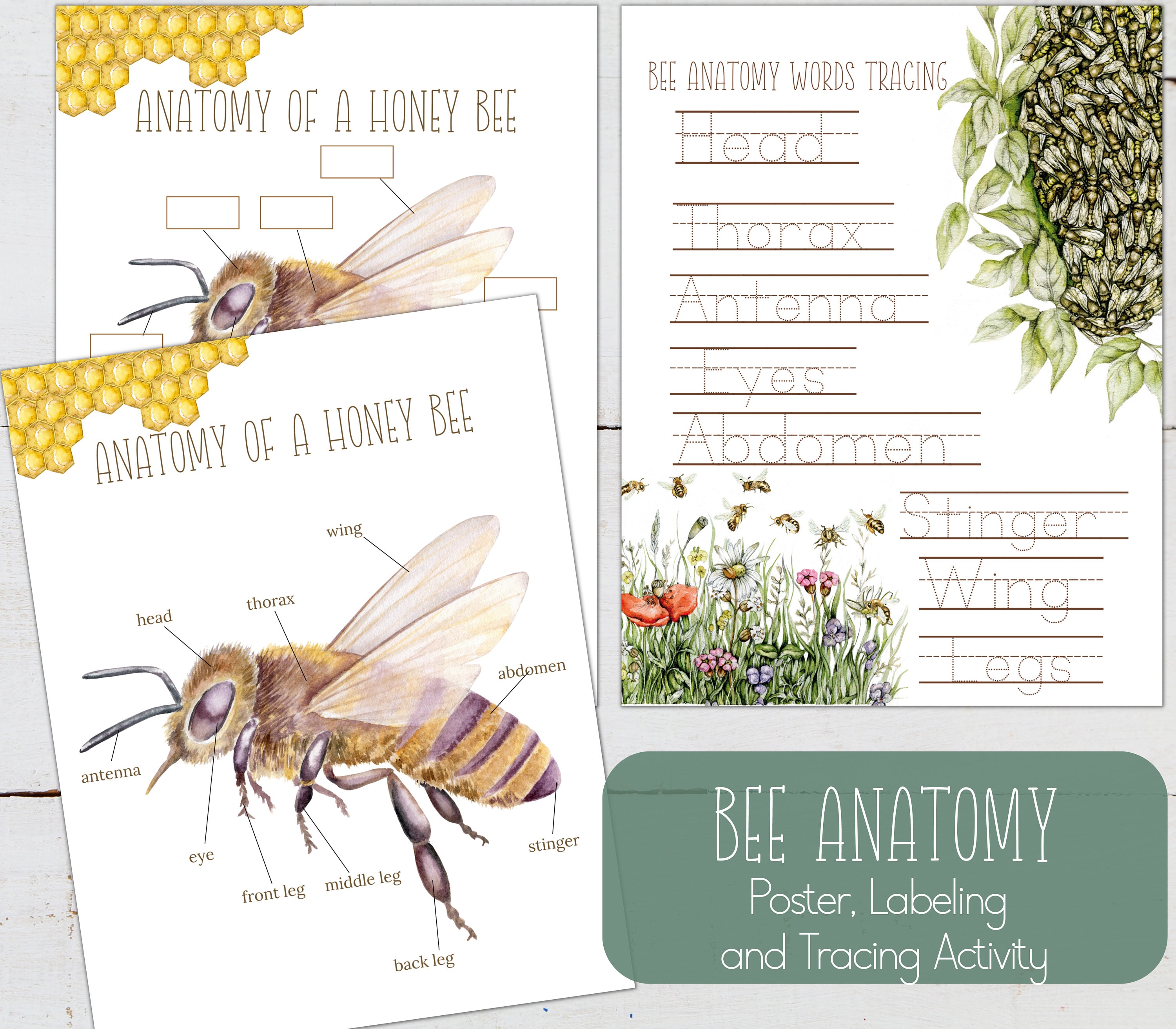 Honey Bees Nature Study Unit: Homeschool Science (INSTANT DOWNLOAD) - Etsy