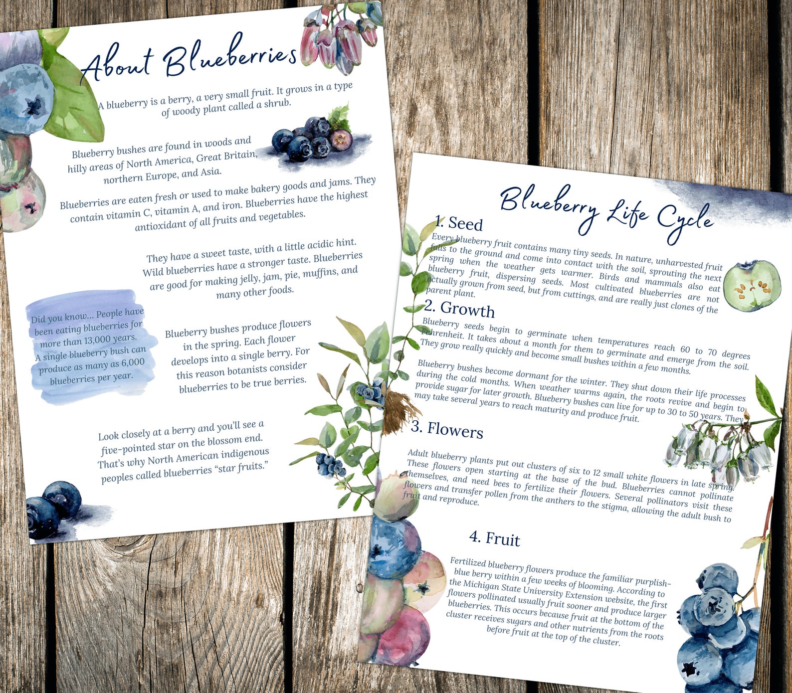 BLUEBERRY Unit Study Life Cycle Anatomy Nature Study - Etsy India