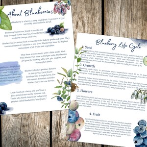 BLUEBERRY Unit Study Life Cycle Anatomy Nature Study - Etsy