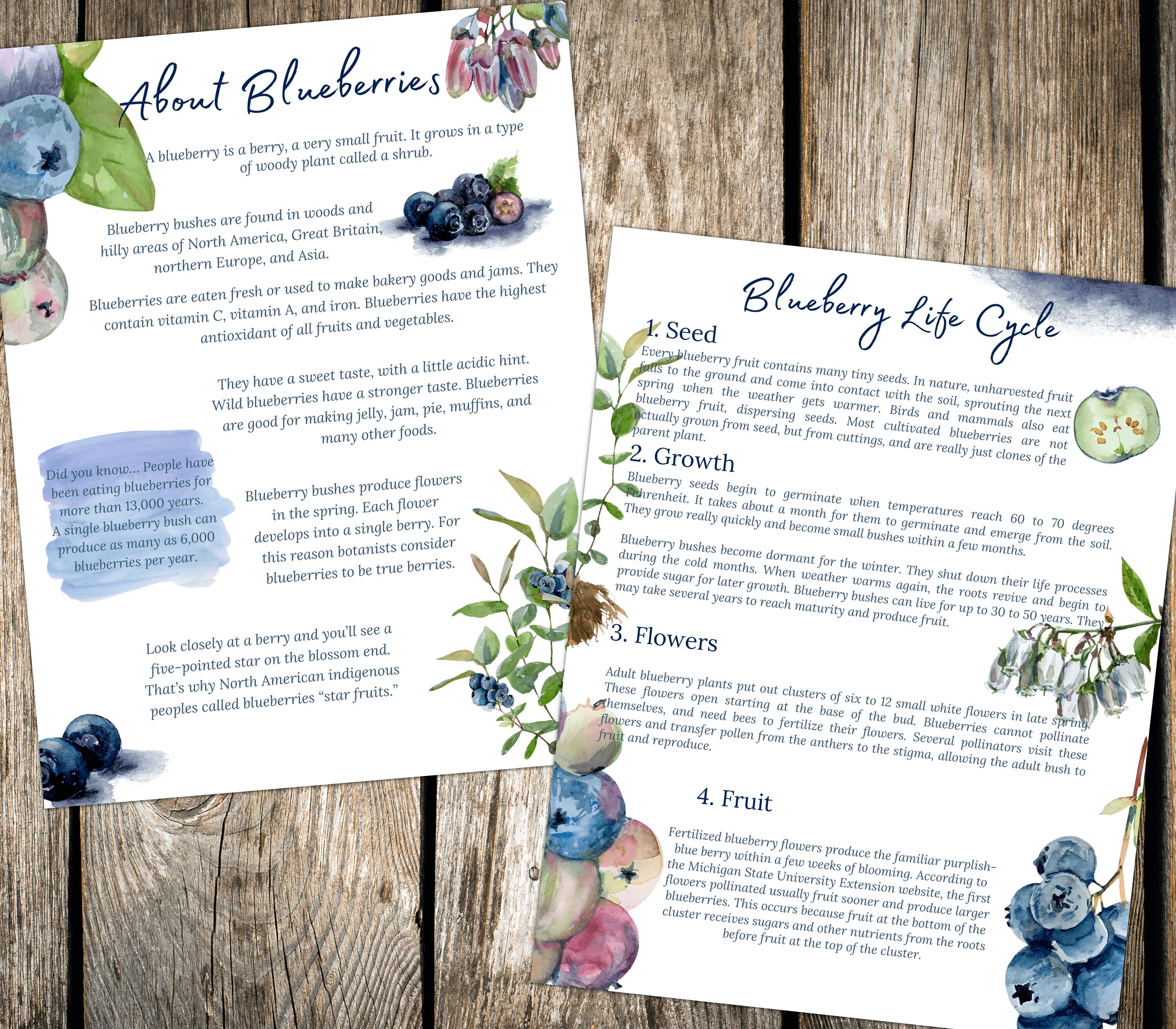 BLUEBERRY Unit Study Life Cycle Anatomy Nature Study - Etsy UK