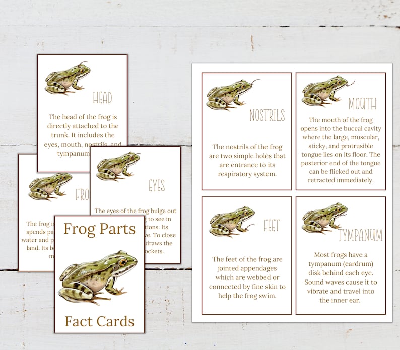FROG Anatomy Poster Labeling Activity Fact Cards and - Etsy Australia