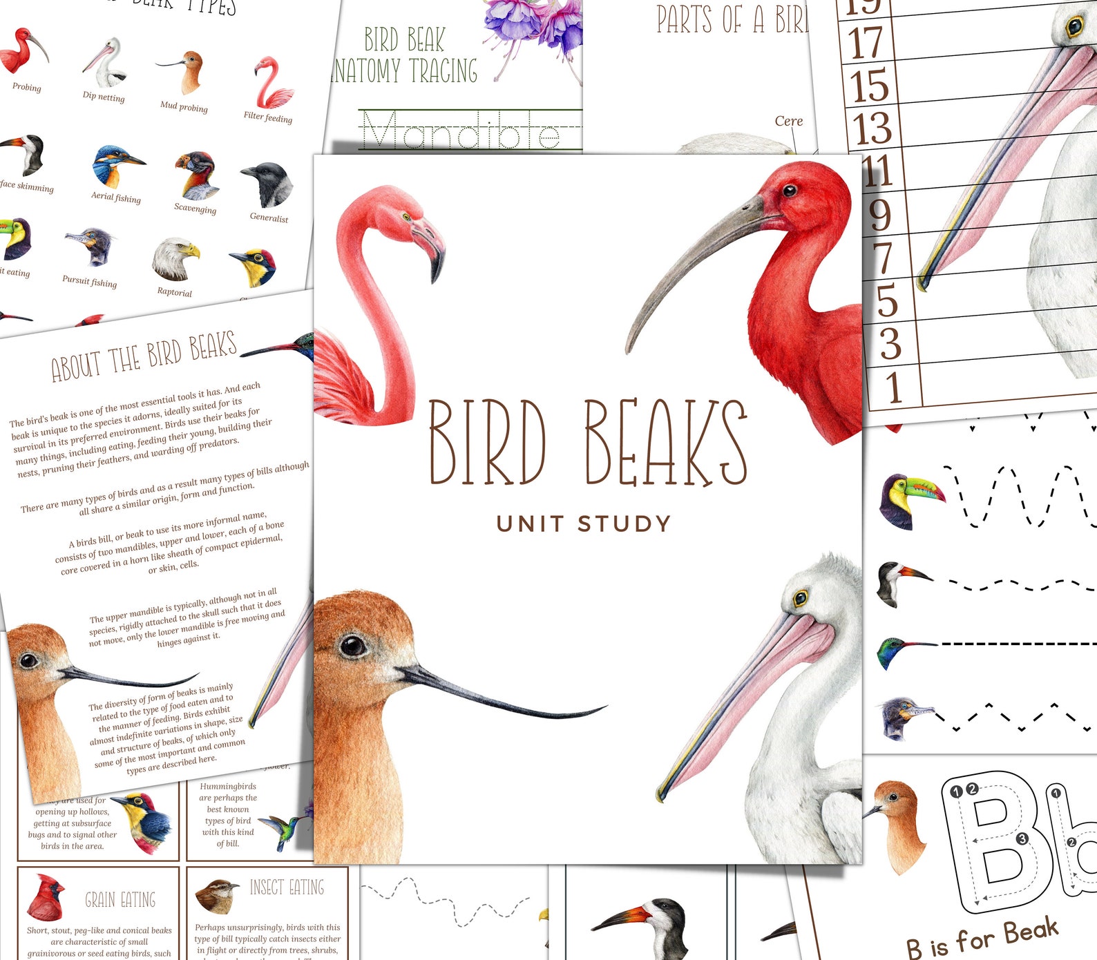 BIRDS UNITS BUNDLE, Bird Activities, Nests, Hatchlings, Beaks ...
