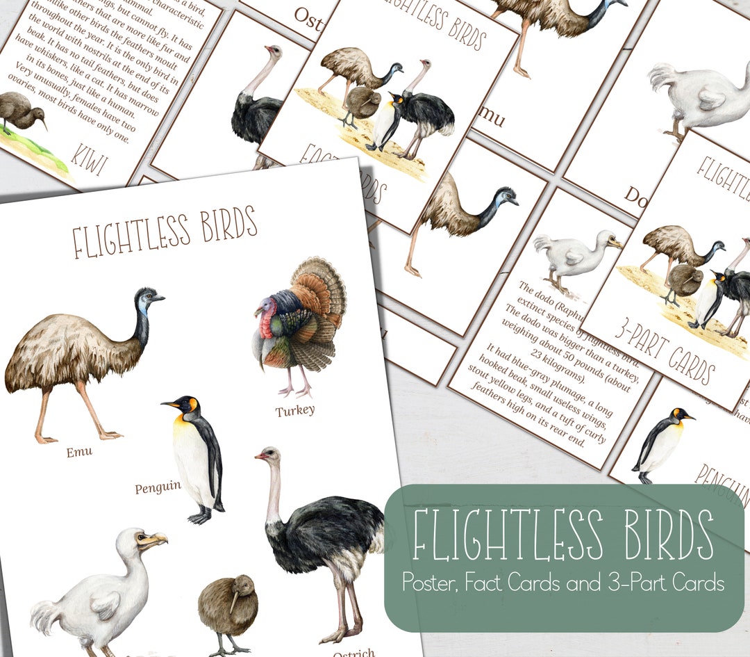 FLIGHTLESS BIRDS Poster, Fact Cards and 3-part Cards, Homeschool ...