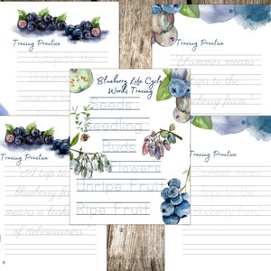 BLUEBERRY Unit Study, Life Cycle, Anatomy, Nature Study, Science ...