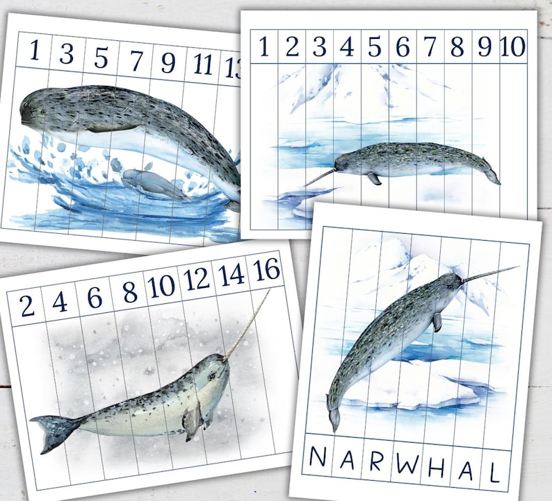 Narwhal Unit Study: Life Cycle, Anatomy, Homeschool Printable (instant ...