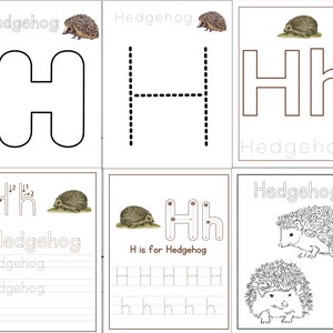 HEDGEHOG Unit Study, Life Cycle, Anatomy, Nature Study, Science ...