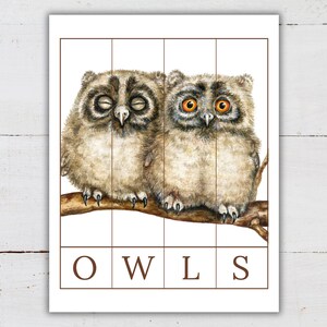 LETTER of the WEEK, O is for Owl, Letter O Activities, Alphabet ...