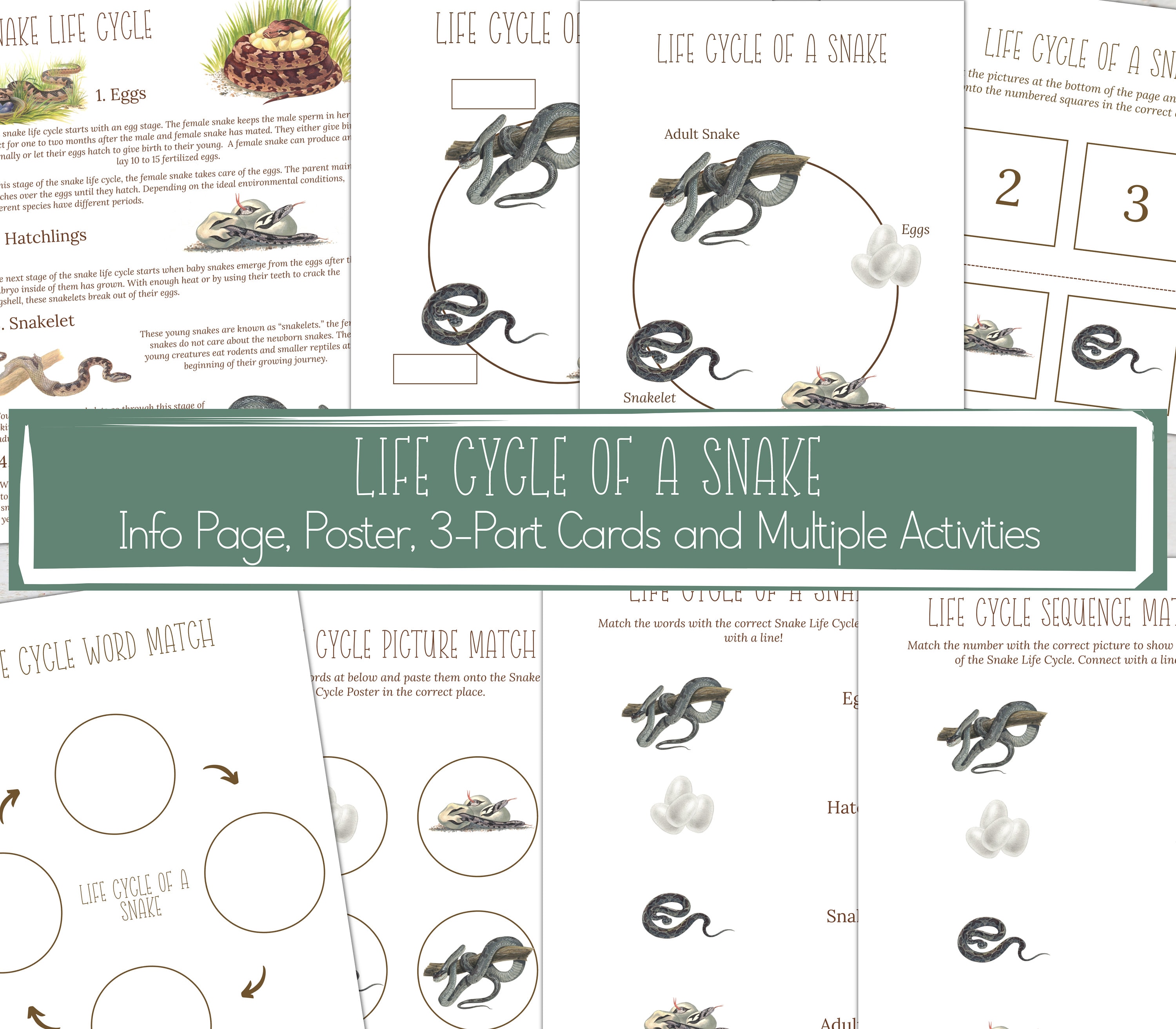 How To Draw A Life Cycle Of A Snake