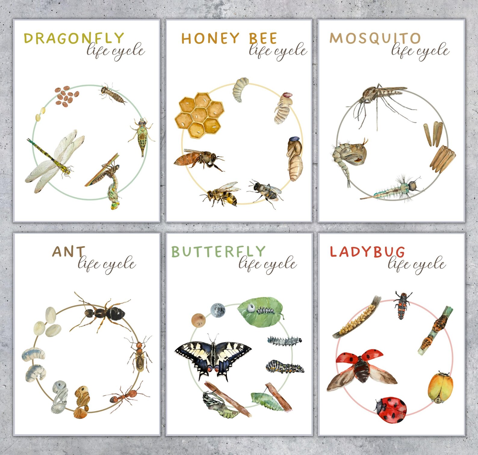 Life Cycle Printable 5x7" Flashcards. Montessori, Instant Download - Etsy