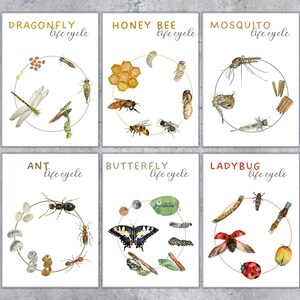 Life Cycle Printable 5x7" Flashcards. Montessori, Instant Download - Etsy