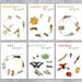 Life Cycle Printable 5x7" Flashcards. Montessori, Instant Download - Etsy