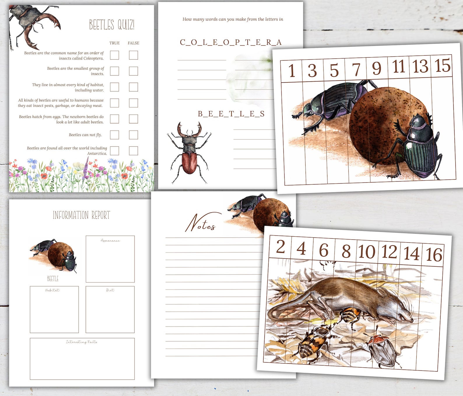 Beetles Unit Study: Homeschool Science Printable (instant Download) - Etsy