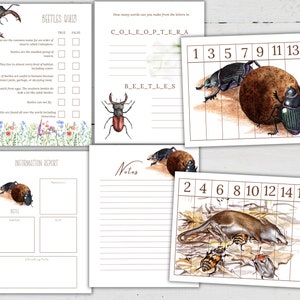 Beetles Unit Study: Homeschool Science Printable (instant Download) - Etsy