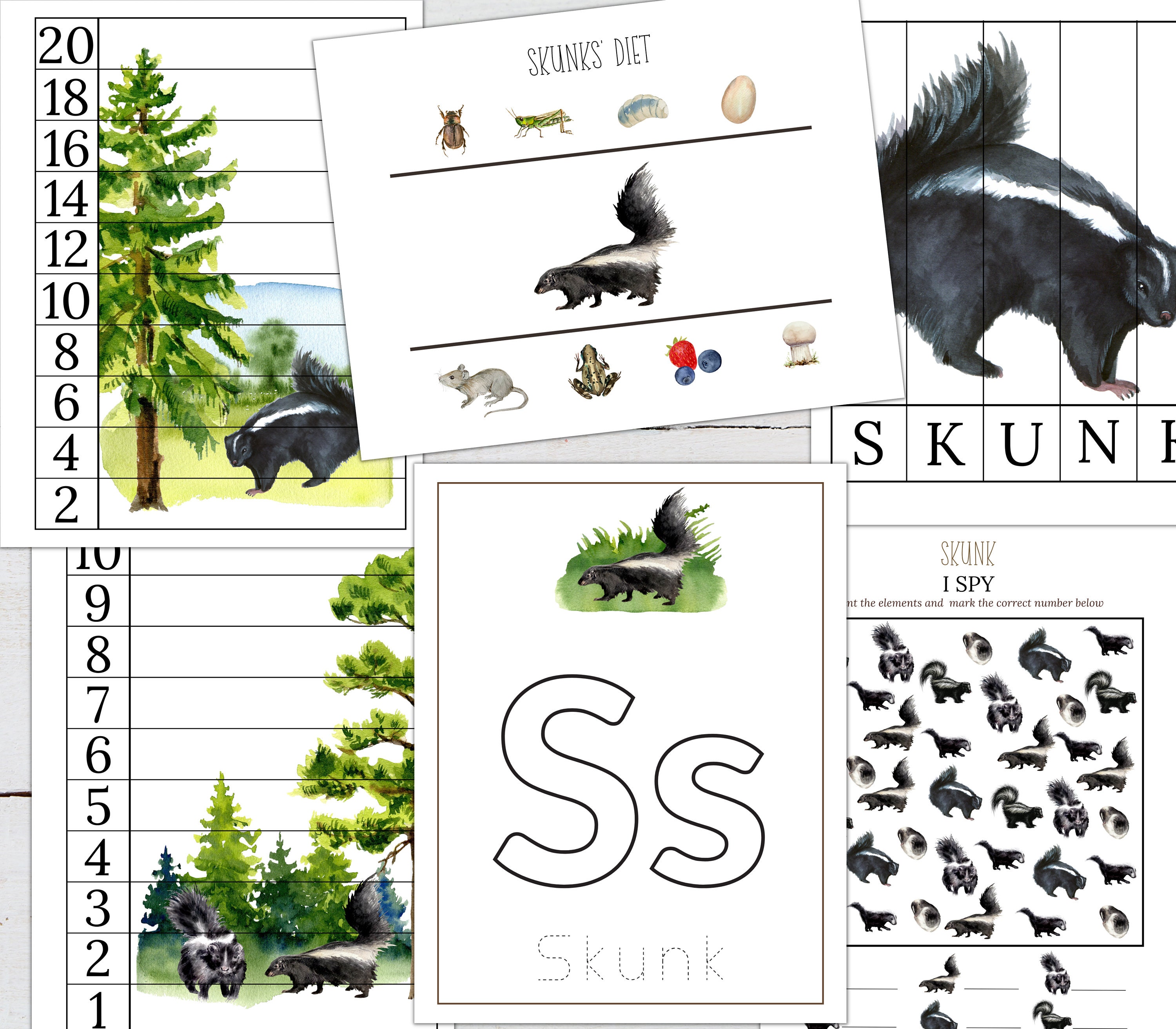 Skunk Unit Study: Life Cycle, Anatomy, Homeschool Printable (instant ...