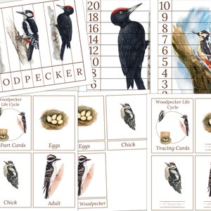 Woodpeckers Unit Study: Life Cycle, Anatomy, Homeschool Printable ...