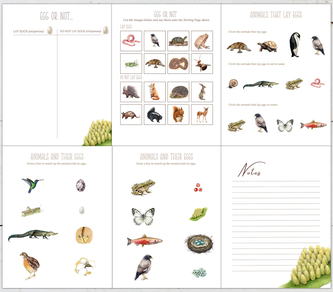 Egg Unit Study: Oviparous Animals, Life Cycle (homeschool Printable) - Etsy