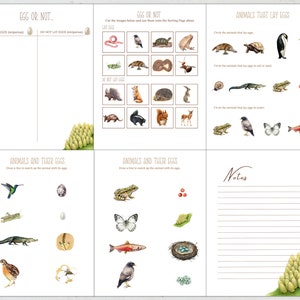 Egg Unit Study: Oviparous Animals, Life Cycle (homeschool Printable) - Etsy