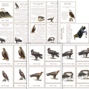 Eagles Unit Study: Life Cycle, Anatomy, Homeschool Printable (instant ...