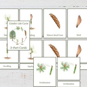 CONIFER TREE Unit Study, Life Cycle, Anatomy, Nature Study, Science ...