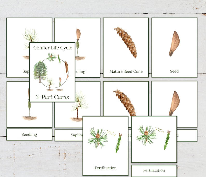 CONIFER TREE Unit Study, Life Cycle, Anatomy, Nature Study, Science ...