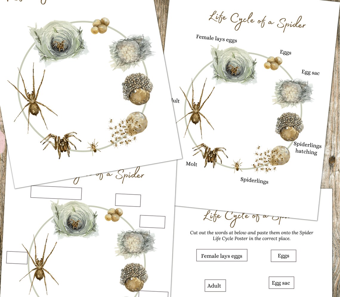 SPIDER Unit Study Life Cycle Anatomy Nature Study Science - Etsy UK