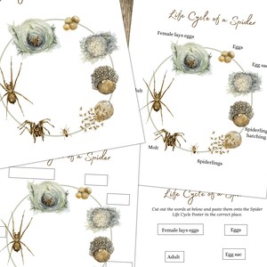 SPIDER Unit Study Life Cycle Anatomy Nature Study Science - Etsy