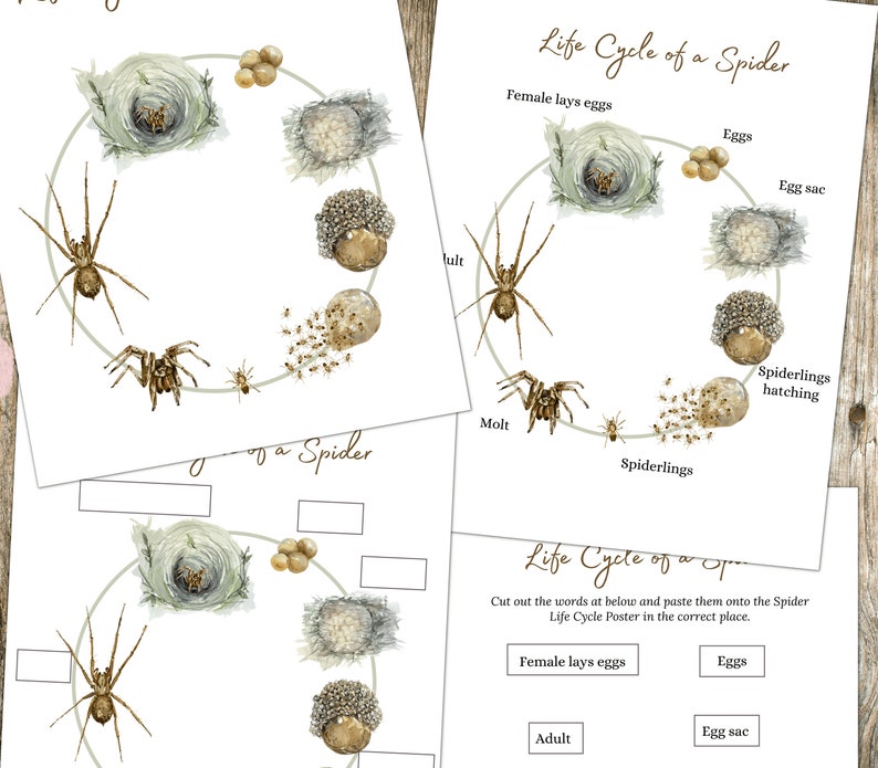 SPIDER Unit Study Life Cycle Anatomy Nature Study Science - Etsy UK