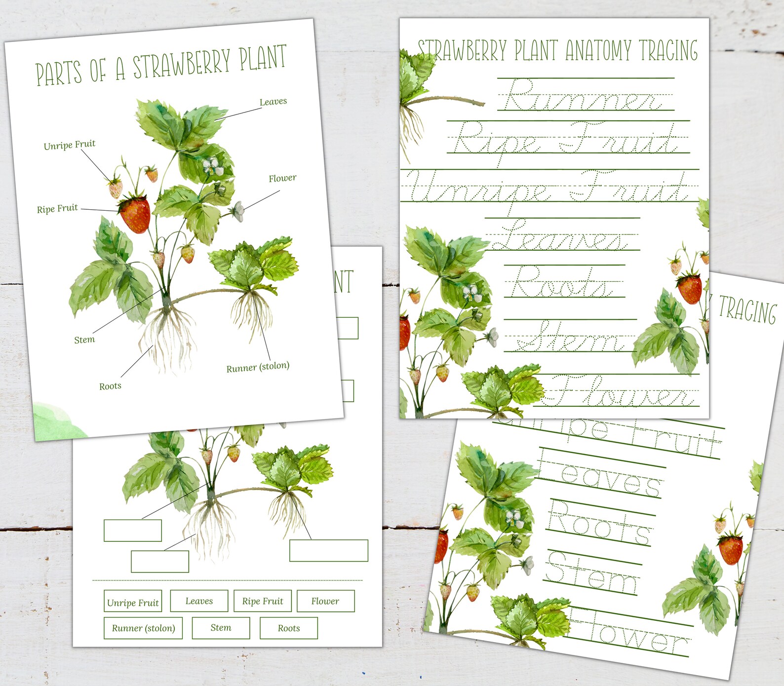 STRAWBERRY Anatomy Posters Labeling and Tracing Activities - Etsy Canada