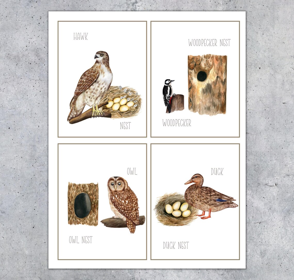 BIRDS and Their NESTS Flashcards and Matching Activity, Instant ...