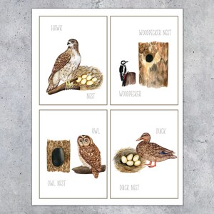 BIRDS and Their NESTS Flashcards and Matching Activity, Instant ...