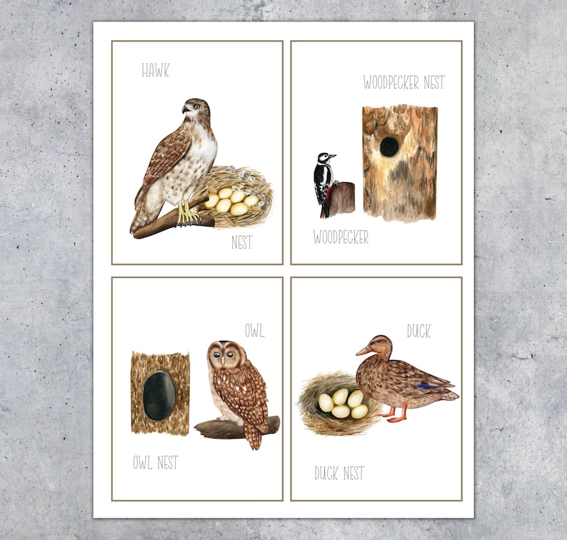 BIRDS and Their NESTS Flashcards and Matching Activity, Instant ...